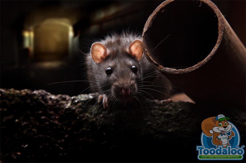Rat Removal | Effective and Economical Rat Removal in Canada