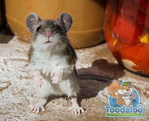 Mouse Removal | Safe and Cost-Effective Mouse Removal in Canada